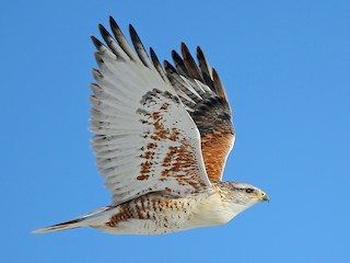 Ferruginous Hawk - eBird