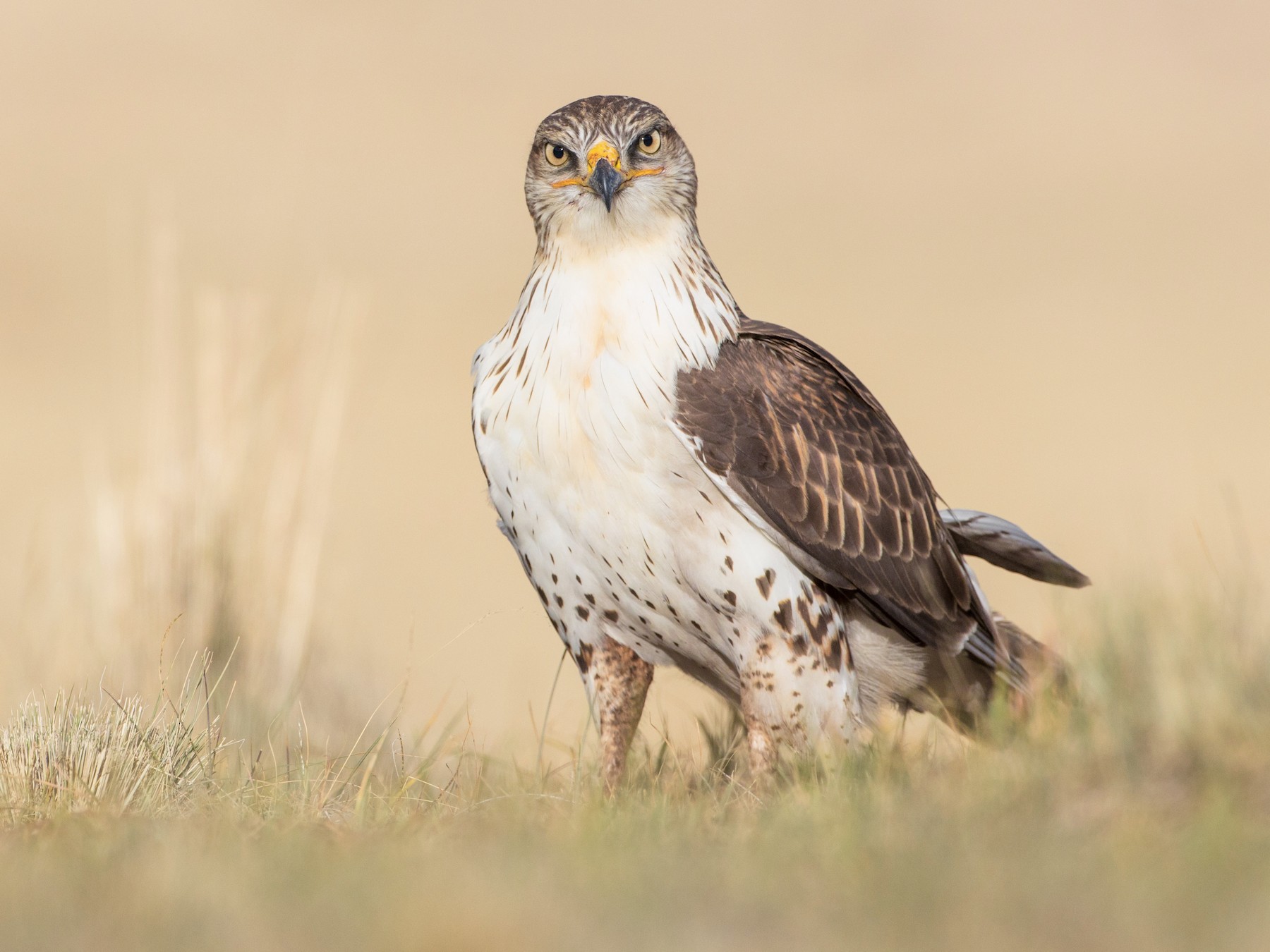 Ferruginous Hawk - eBird
