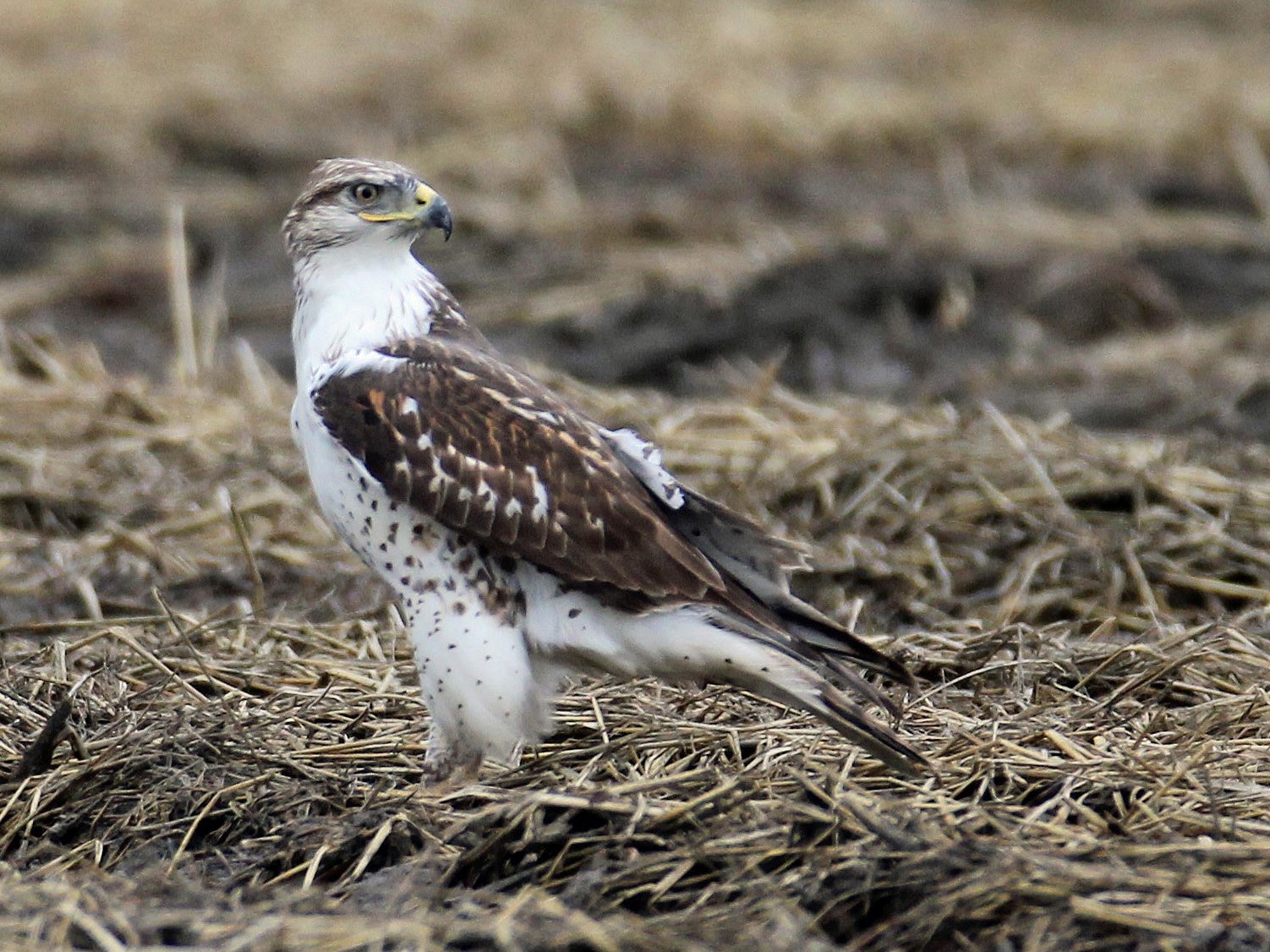 Ferruginous Hawk - eBird