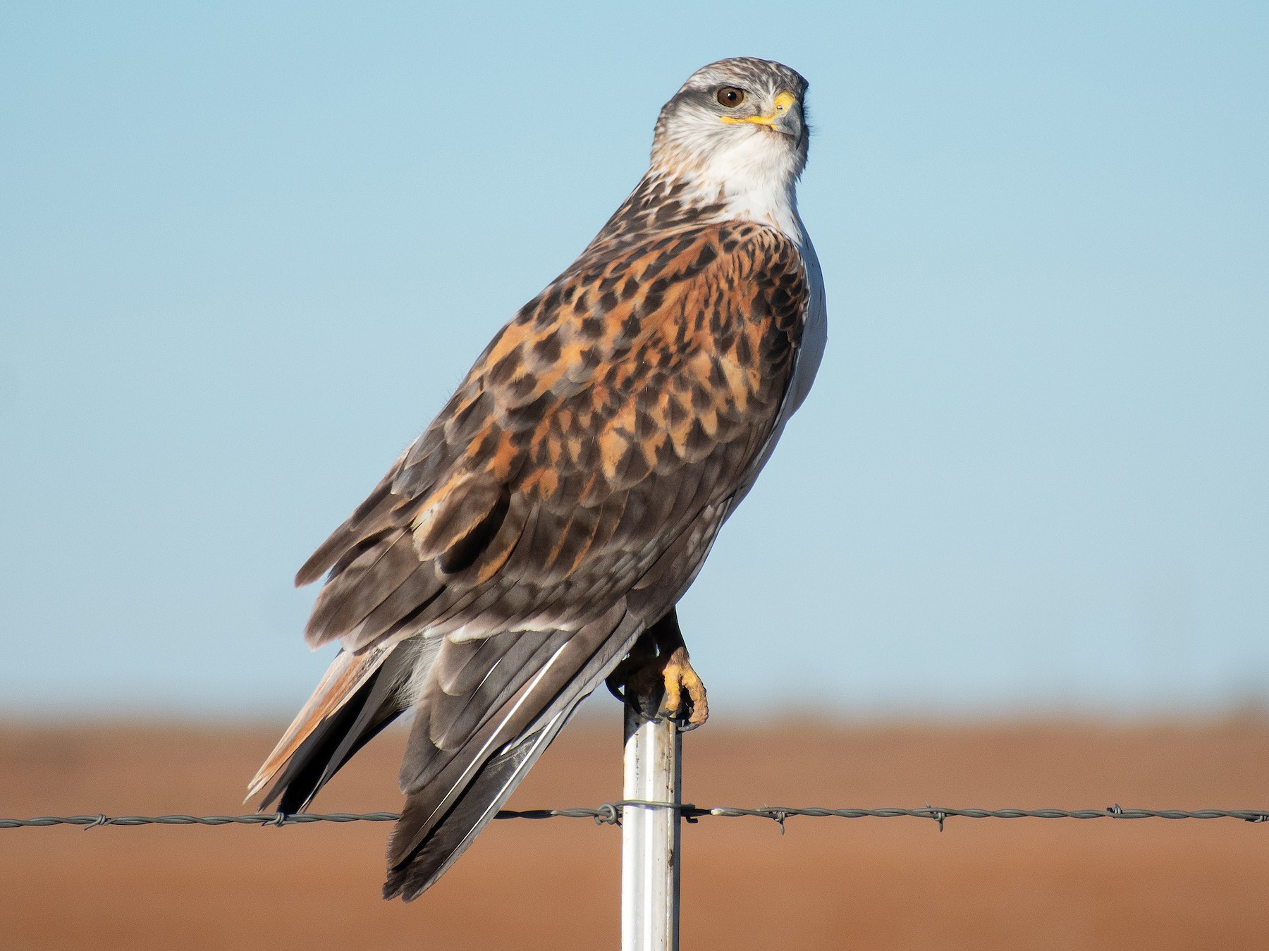 Ferruginous Hawk - eBird