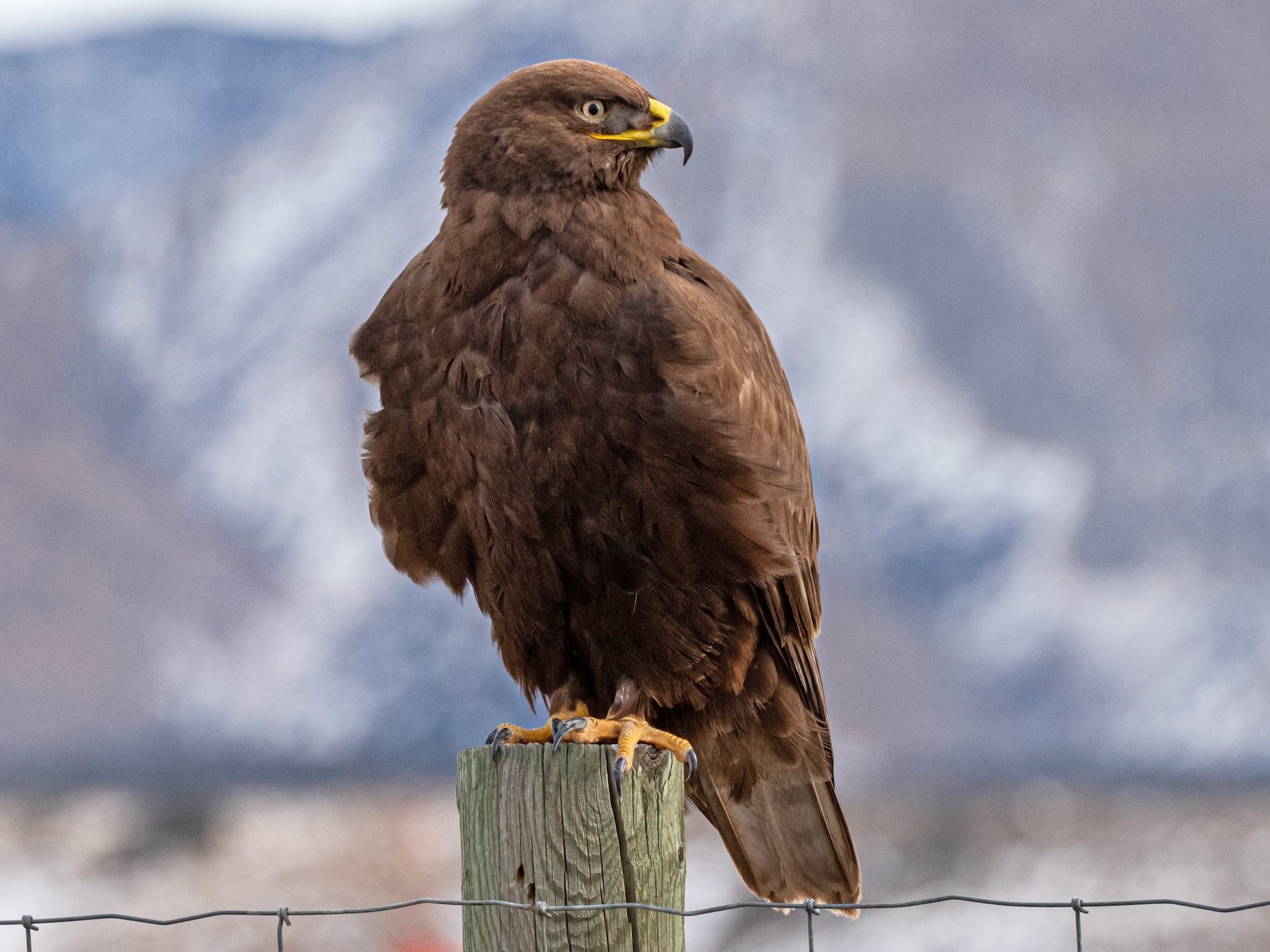 Buse rouilleuse - eBird