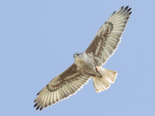 Ferruginous Hawk - eBird