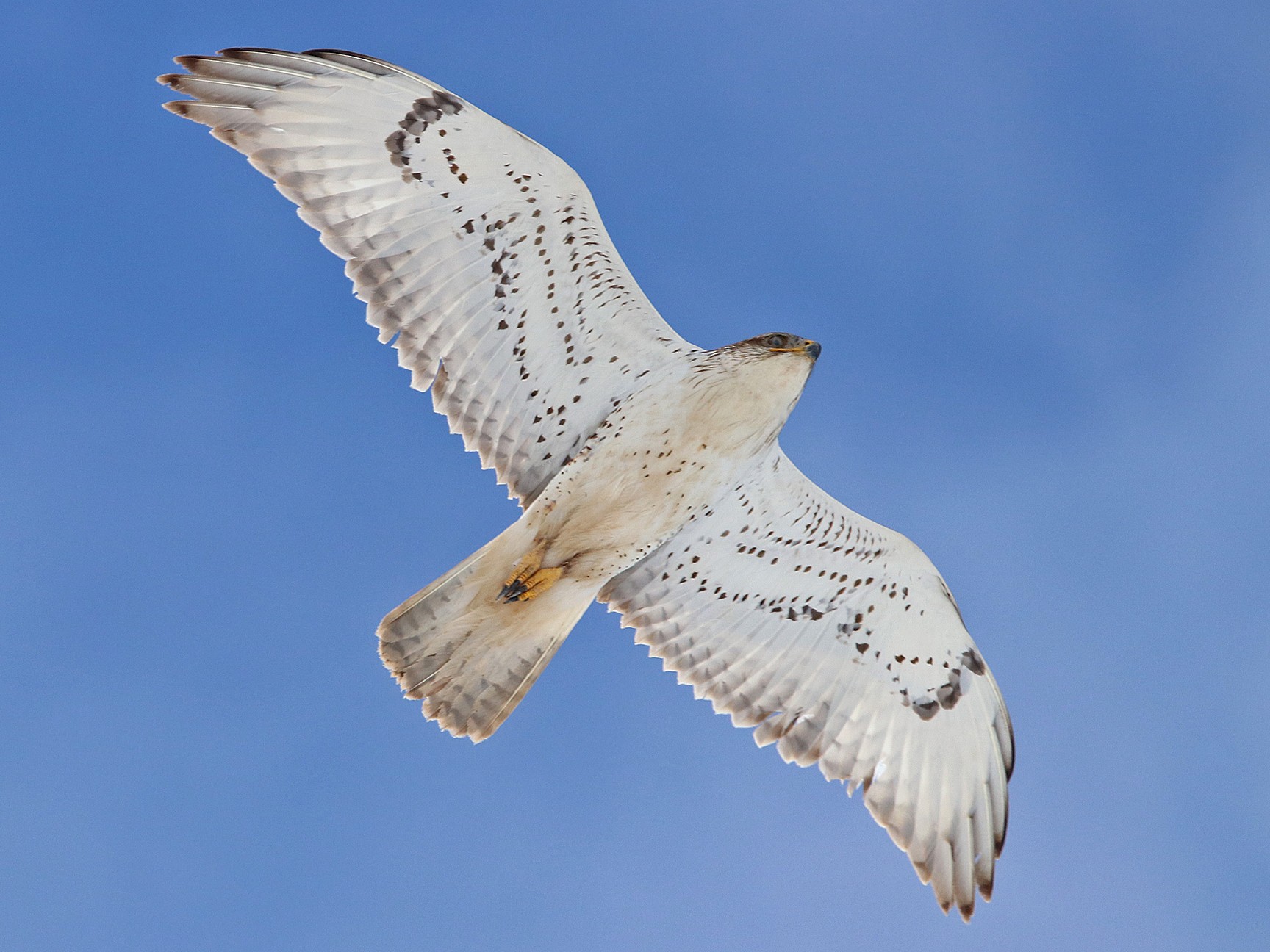 Ferruginous Hawk - eBird