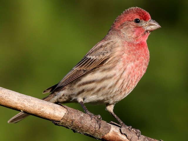 Yellow House Finch