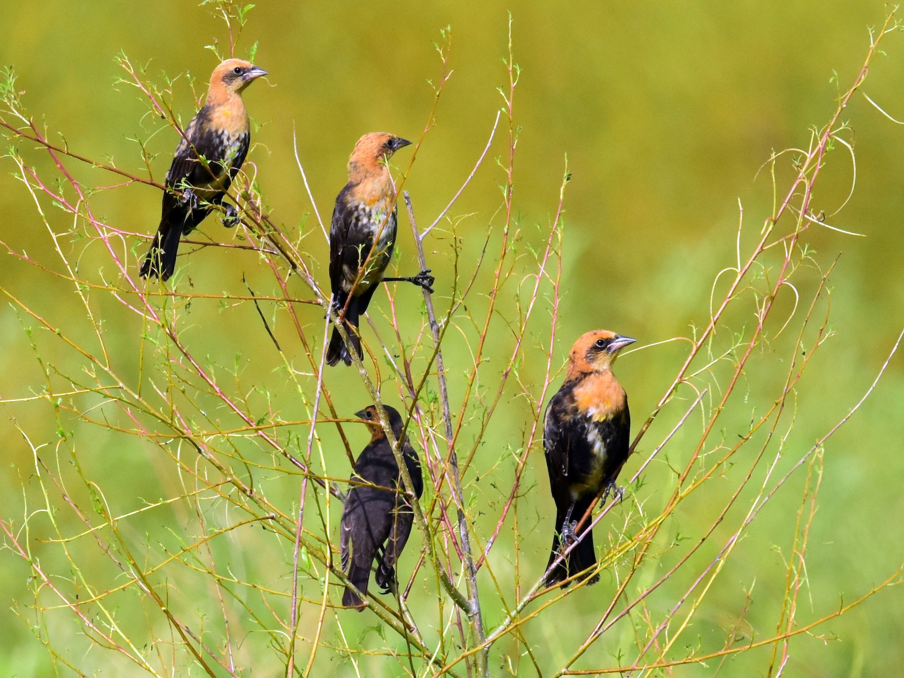 Yellow-headed Blackbird - eBird