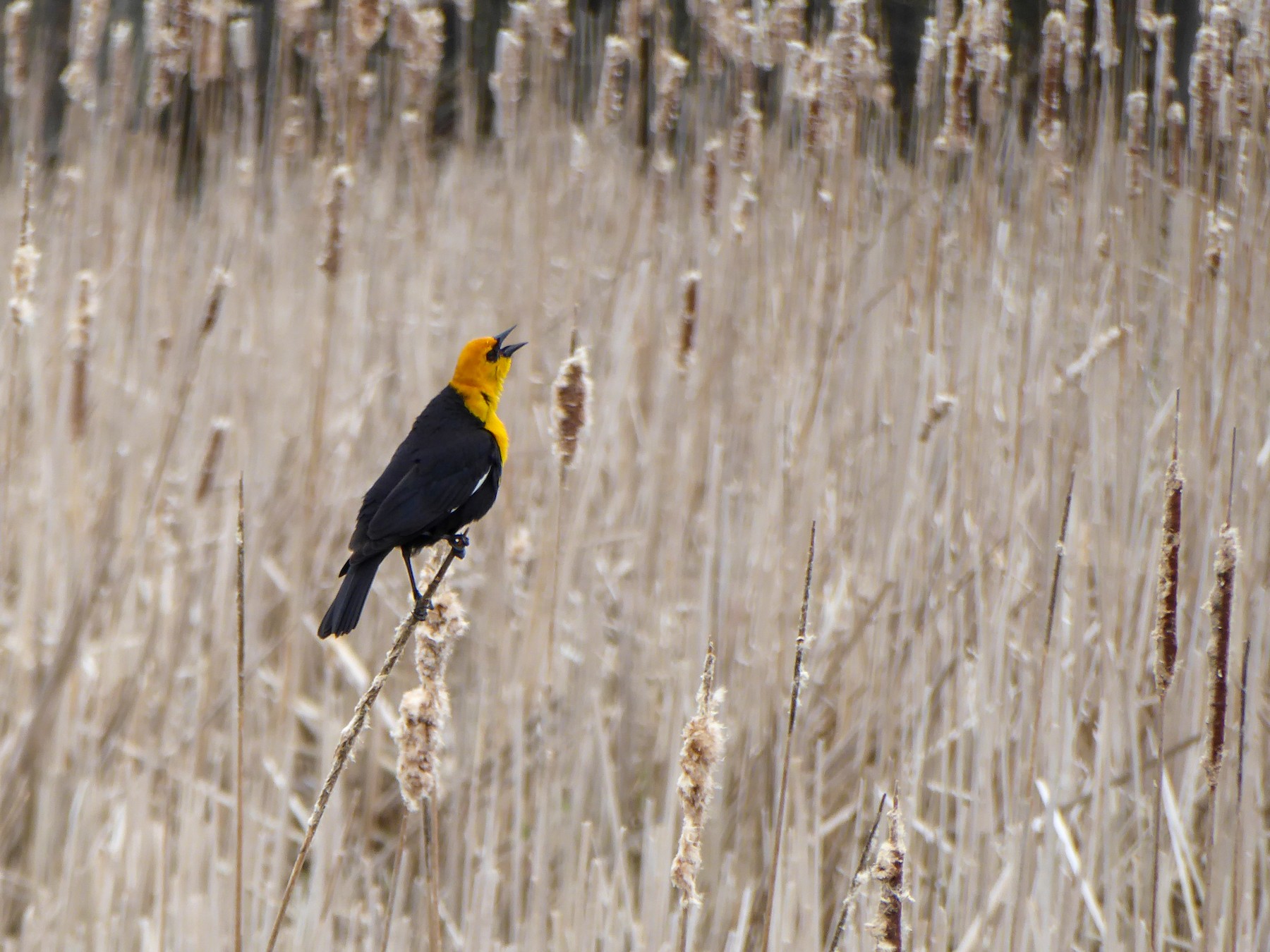 Yellow-headed Blackbird - eBird