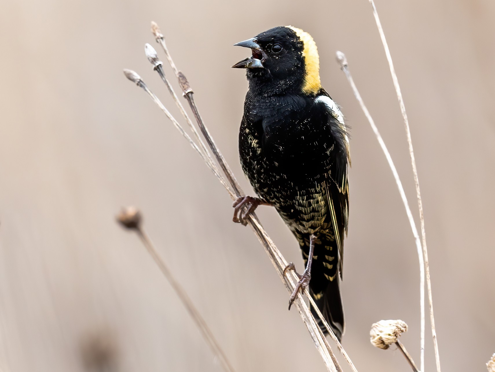 Bobolink - eBird