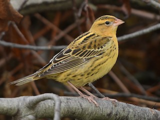 Bobolink - eBird