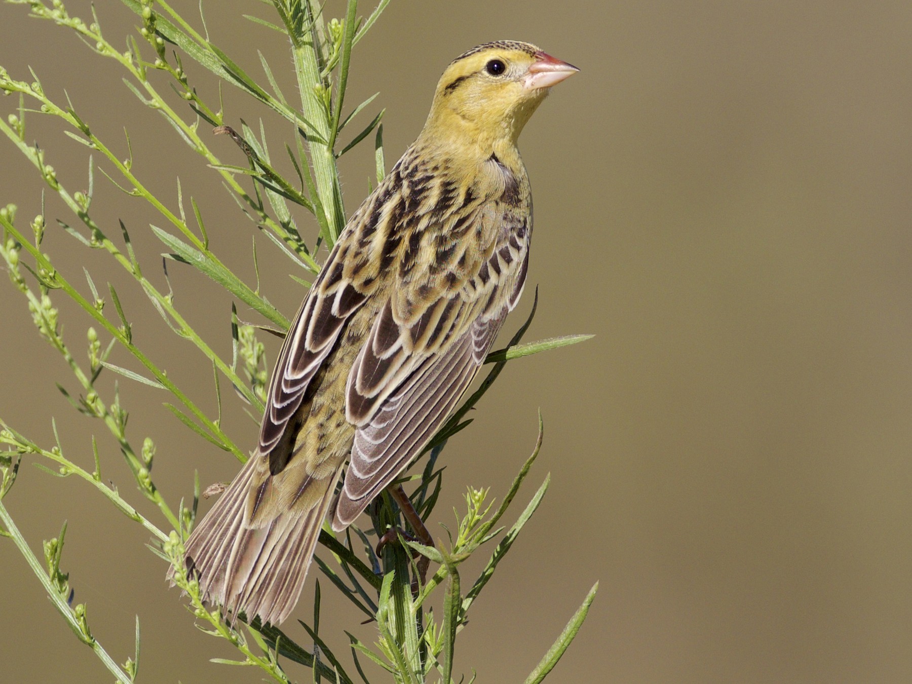 Bobolink - eBird
