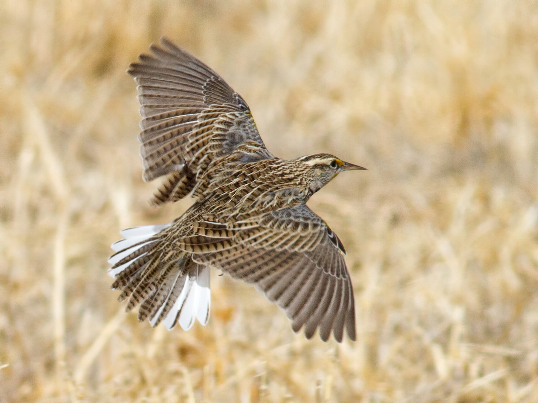 Western Meadowlark - eBird
