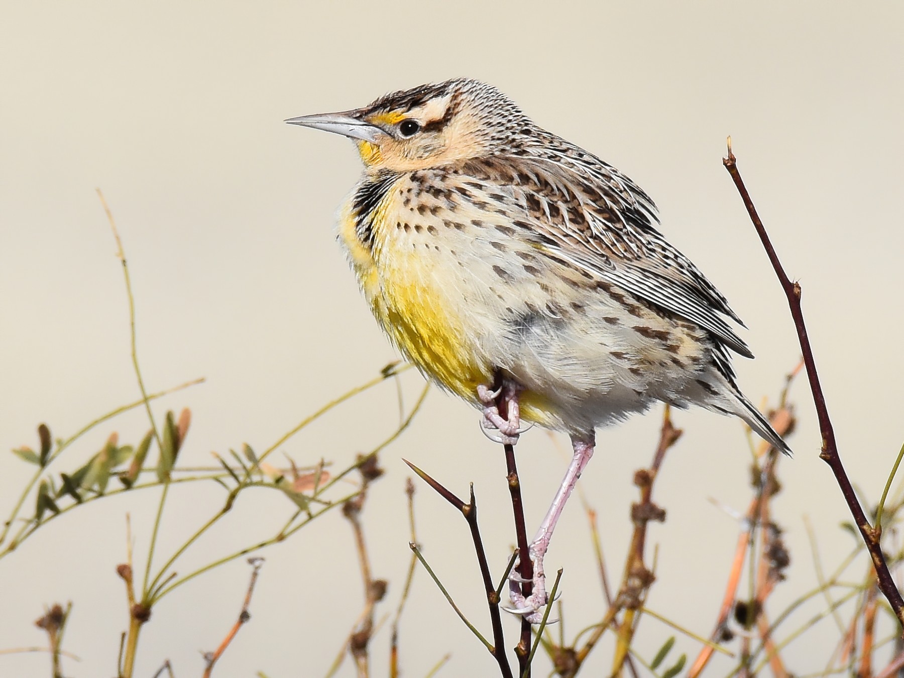 Eastern Meadowlark