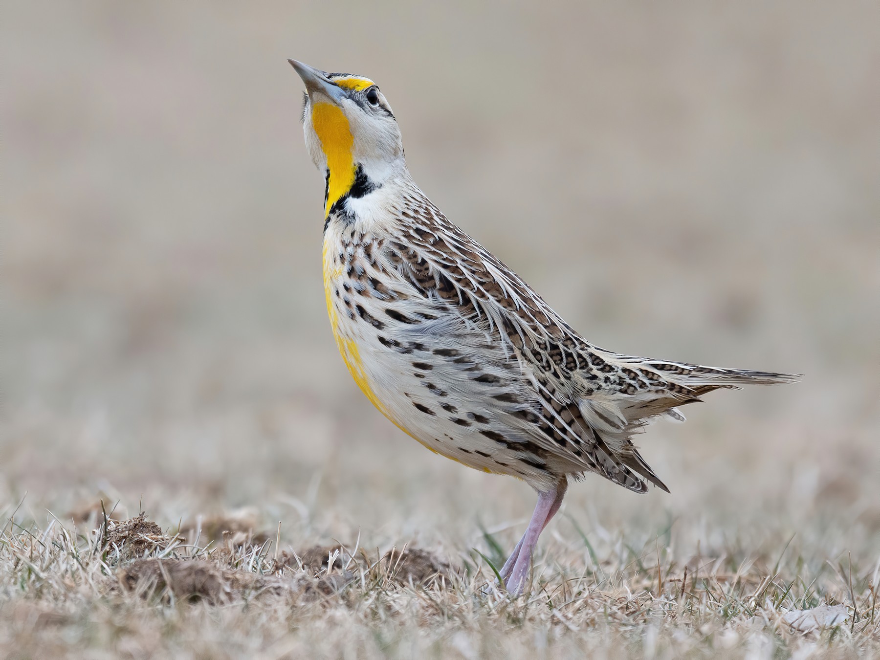 Eastern Meadowlark
