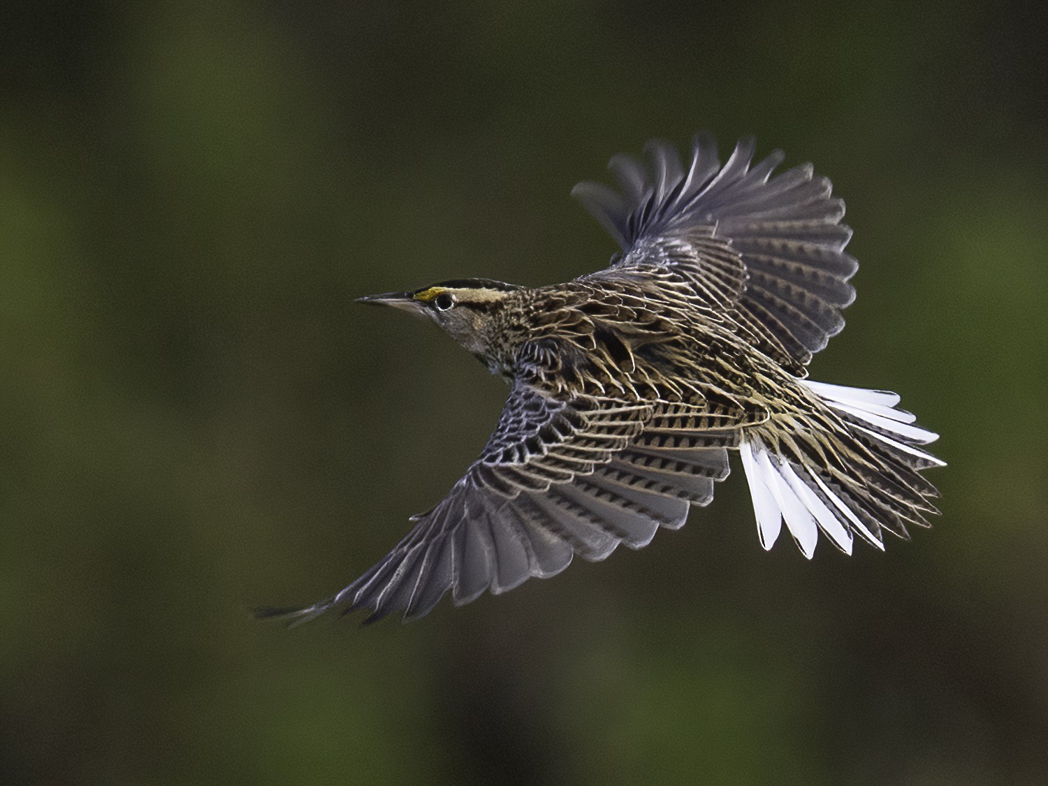 Eastern Meadowlark - eBird