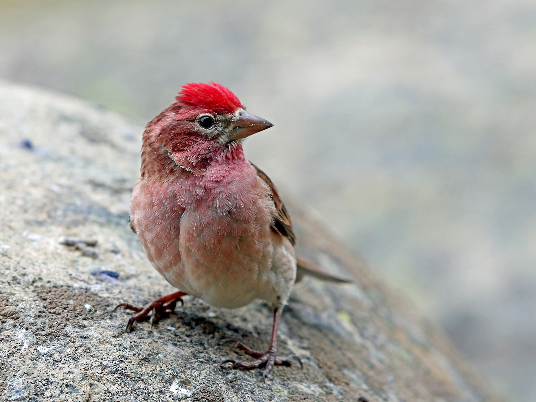 Cassin's Finch - eBird