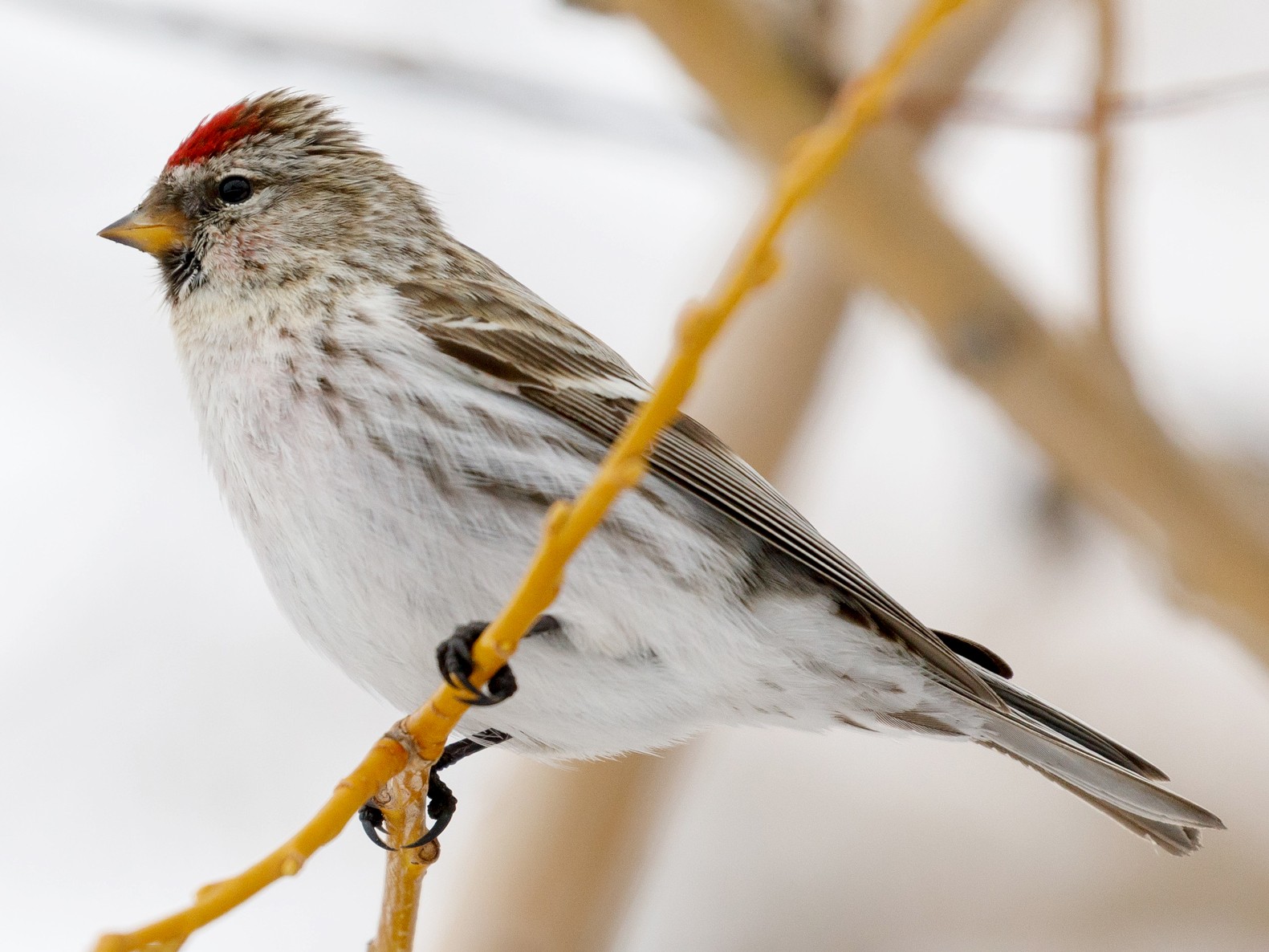 Common Redpoll - eBird