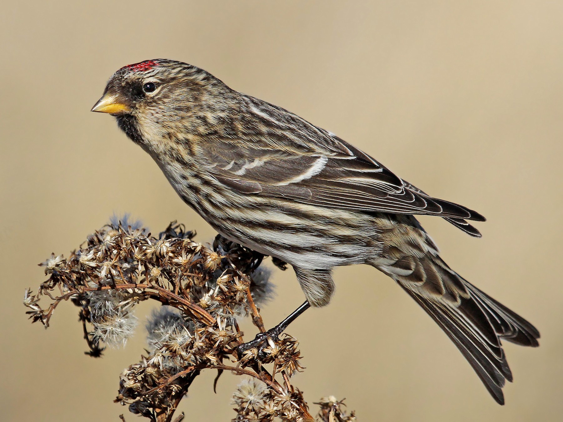 Common Redpoll - eBird