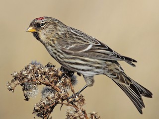 Redpoll (Common) - eBird