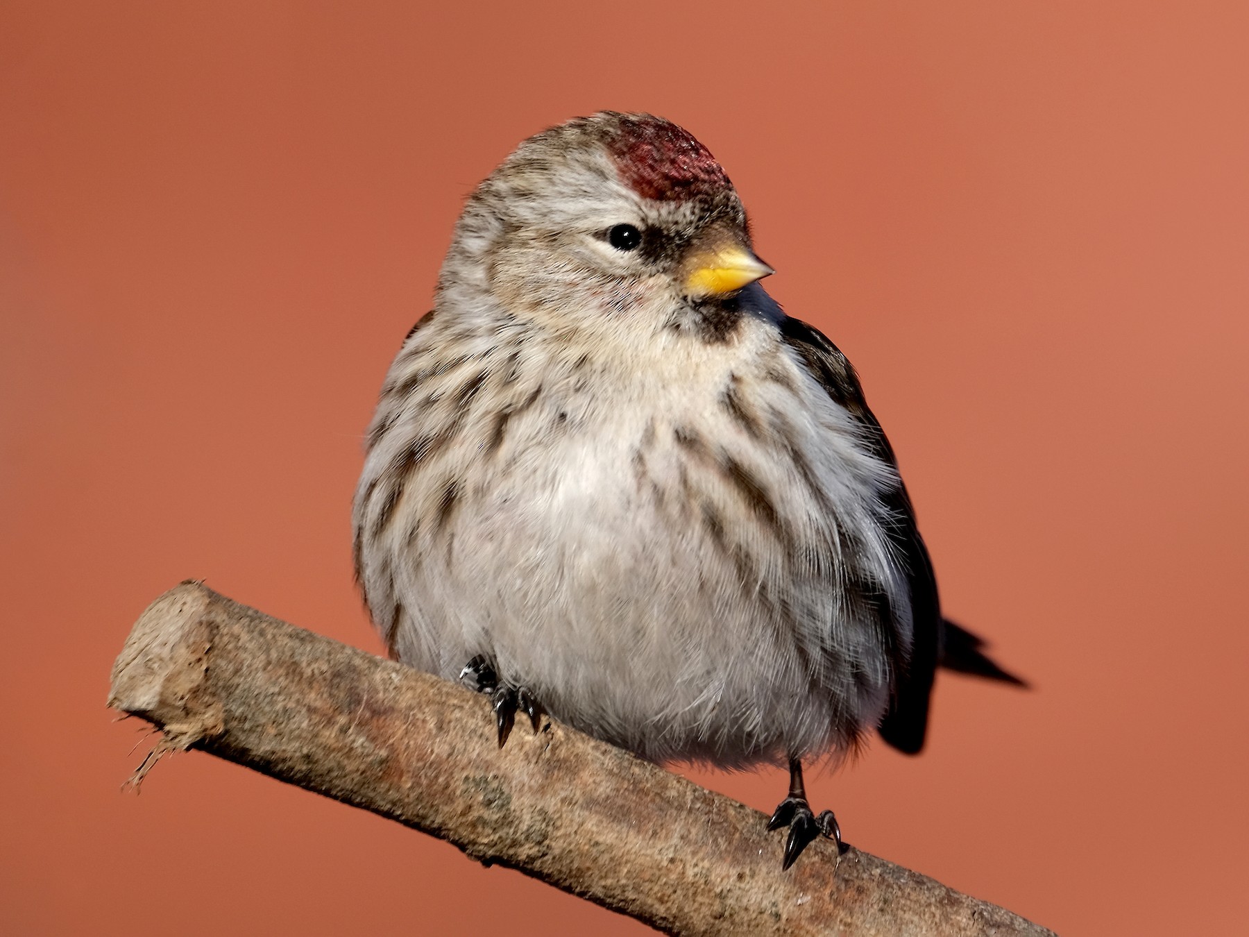 Common Redpoll - eBird