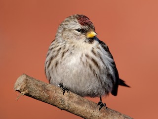 Redpoll - eBird