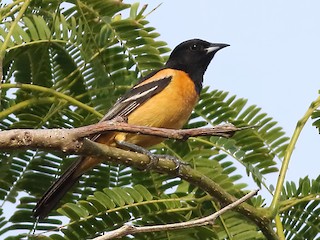 Orchard Oriole - eBird