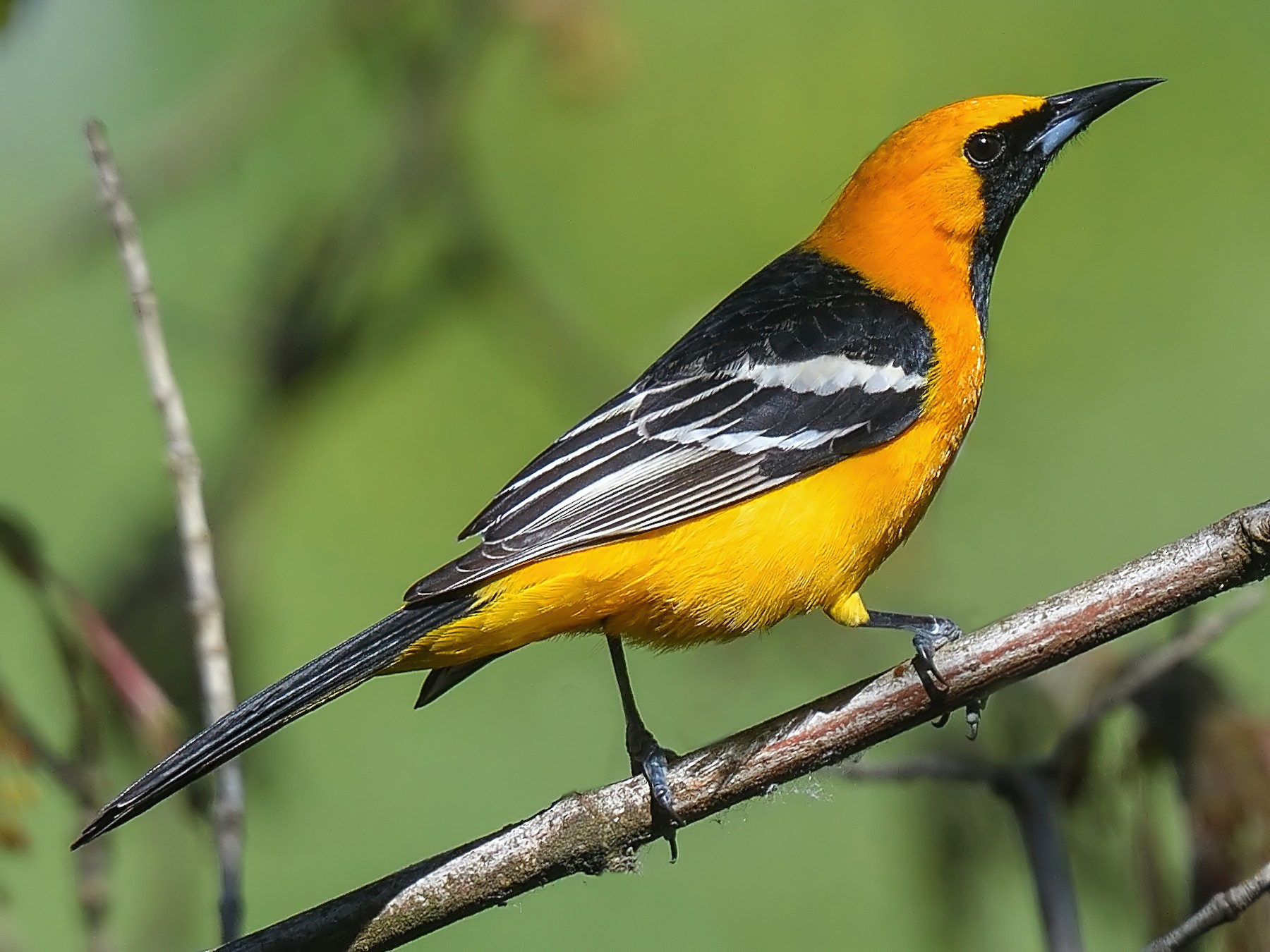 Hooded Oriole - eBird