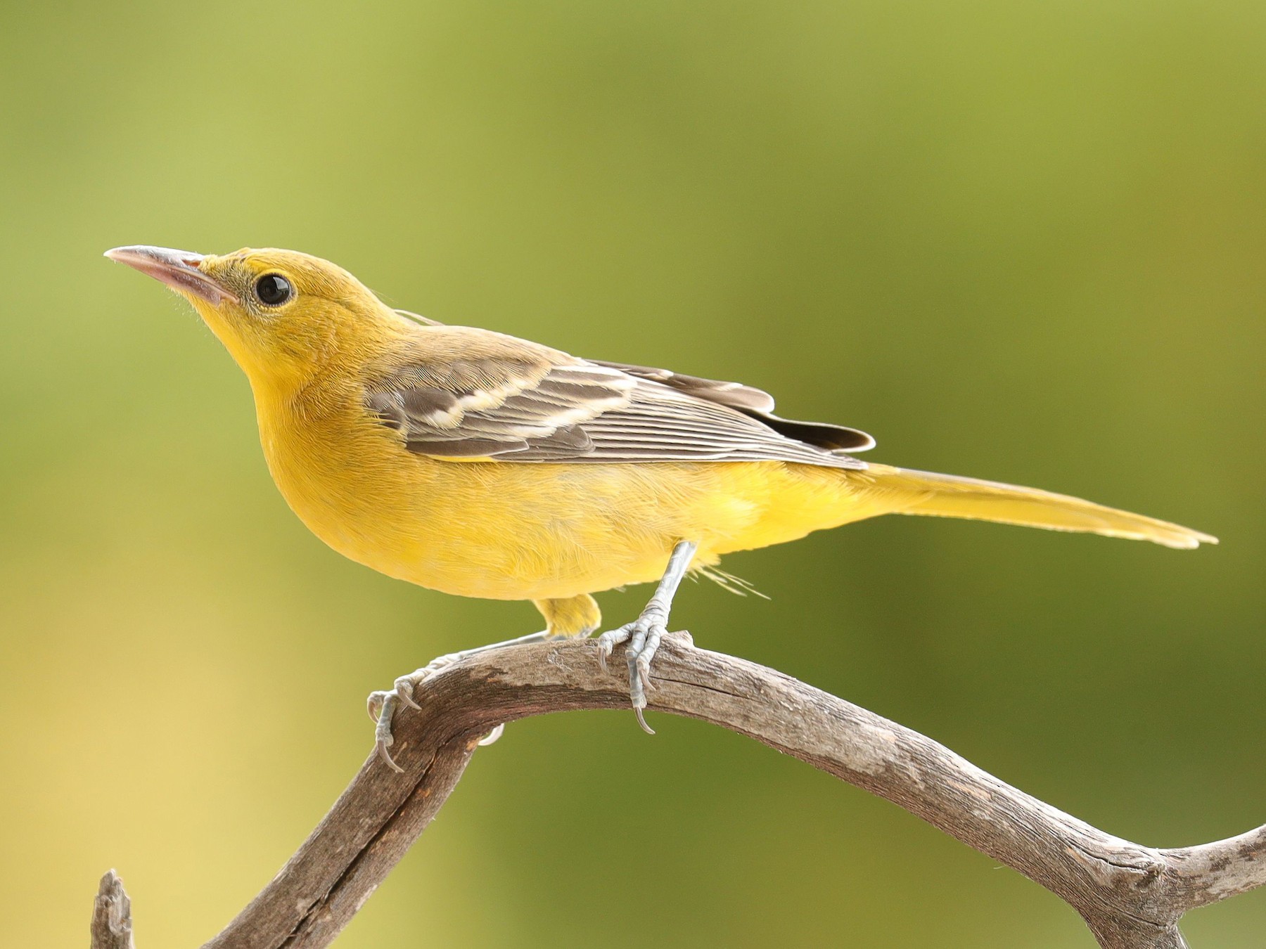 Hooded Oriole - eBird