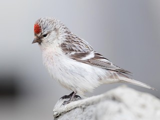 Redpoll (Arctic) - eBird