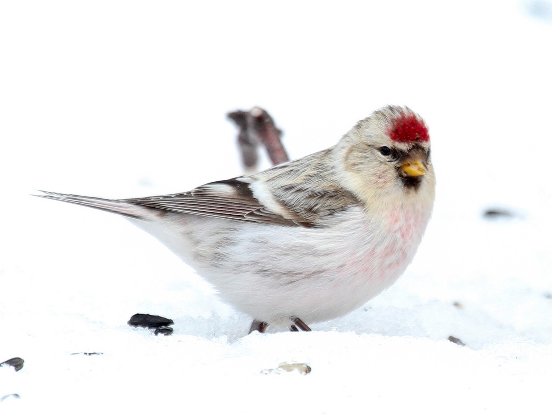 Hoary Redpoll - eBird