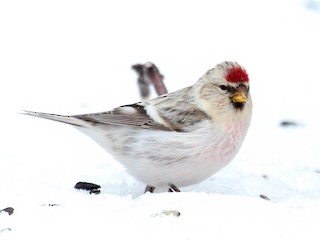 Redpoll (Arctic) - eBird