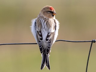 Redpoll (Arctic) - eBird