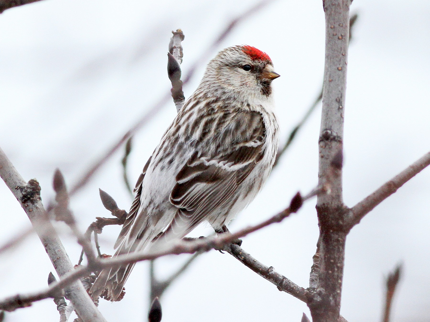 Hoary Redpoll - eBird