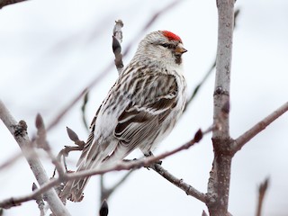 Redpoll - eBird