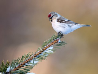 Redpoll (Arctic) - eBird