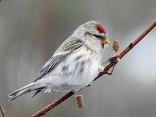 Redpoll - eBird