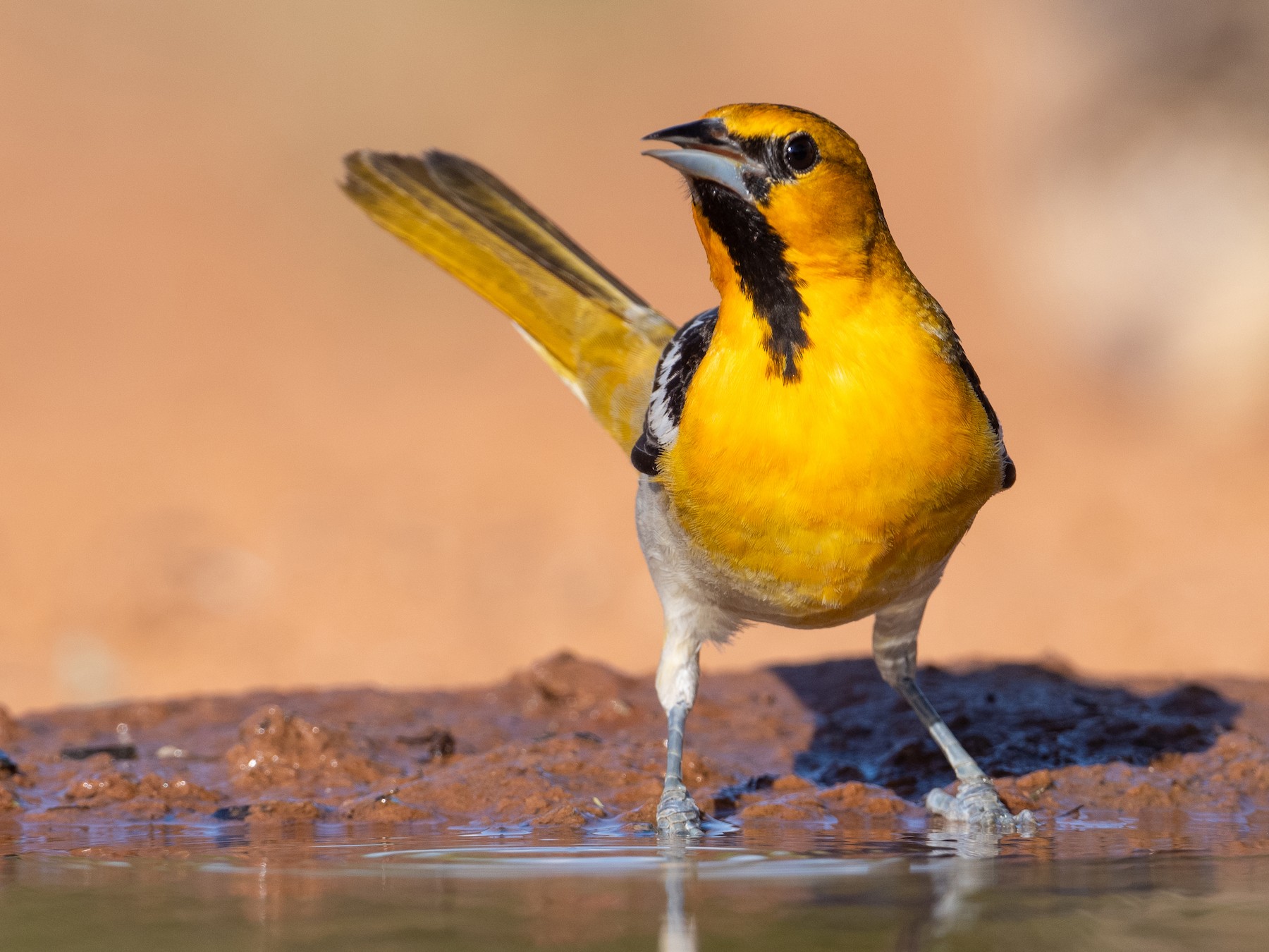 Bullock's Oriole - eBird