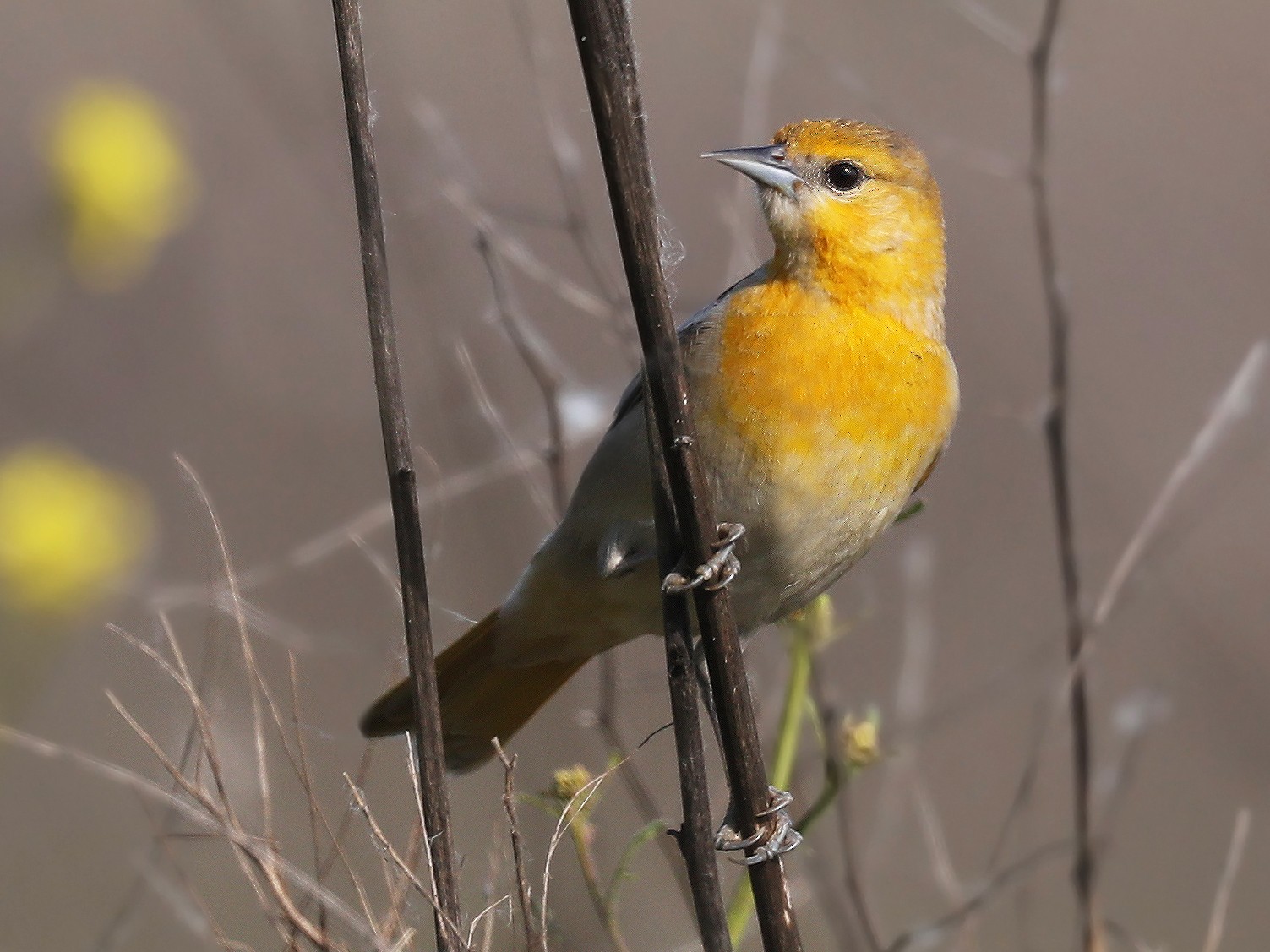 Bullock's Oriole - eBird