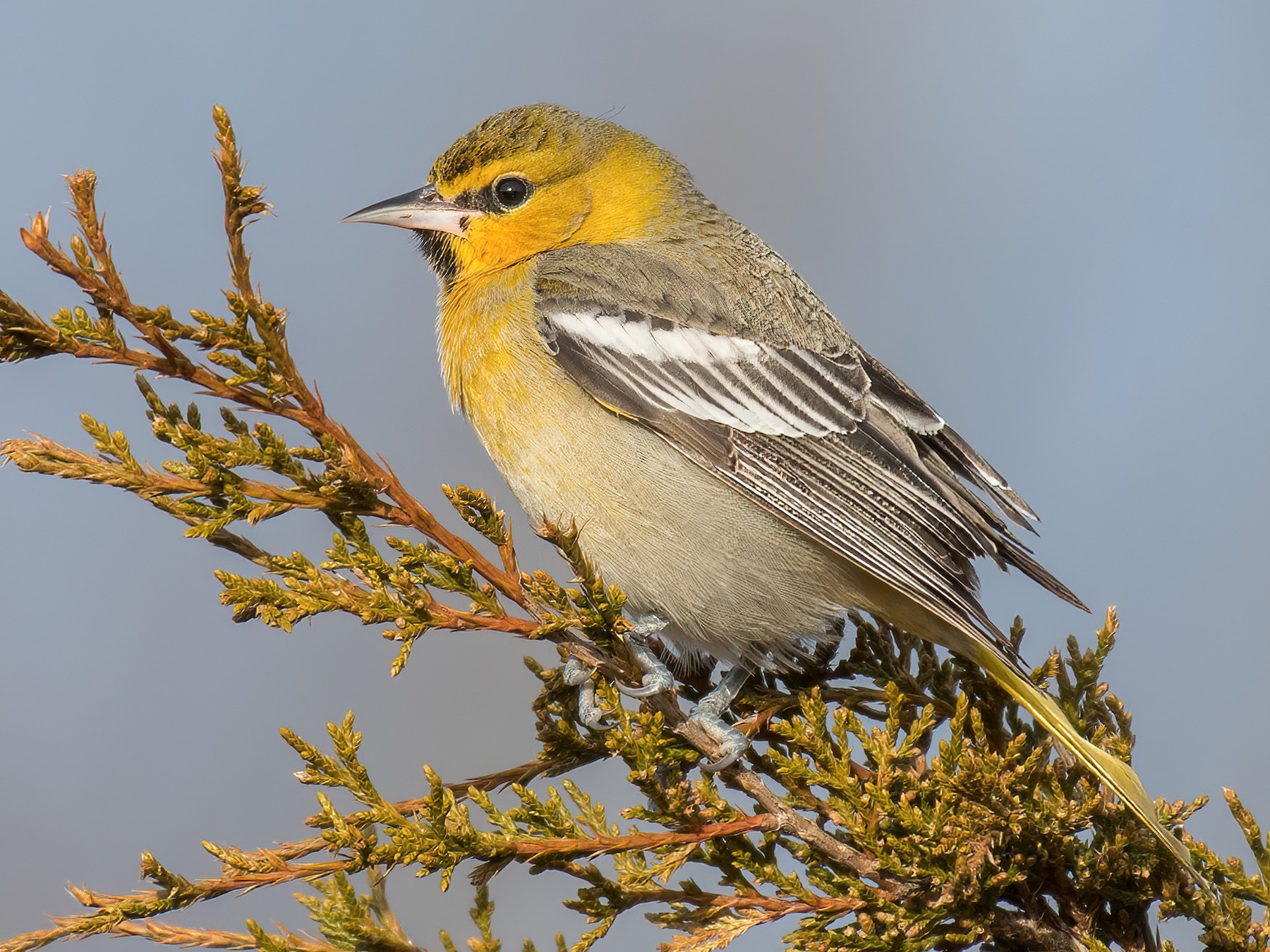 Bullock's Oriole - eBird
