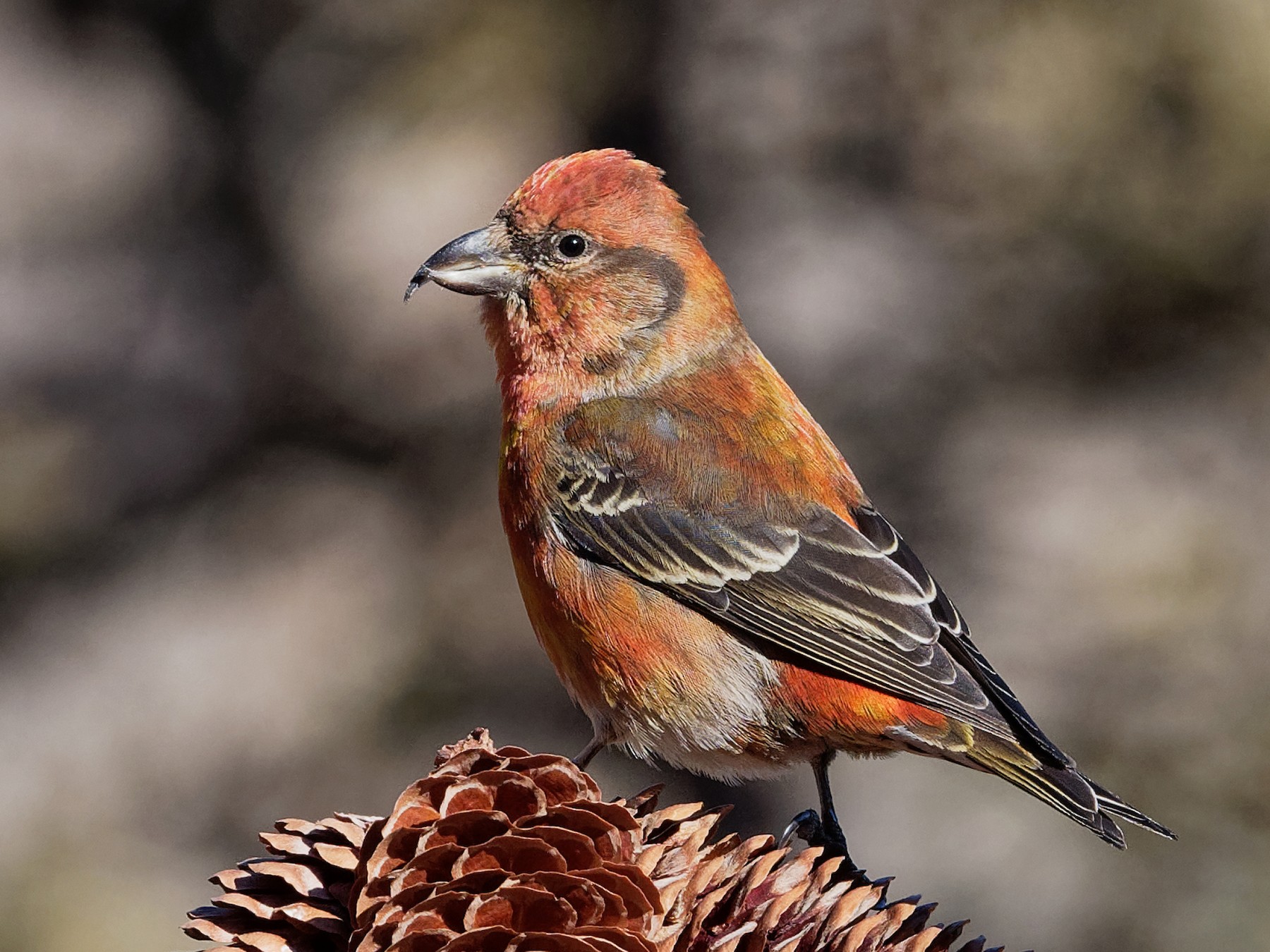 Common Crossbill