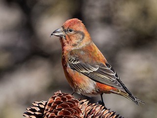 Red Crossbill - eBird