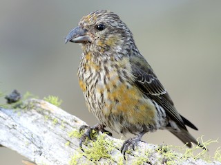 Red Crossbill - eBird