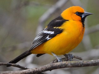 Calandria Dorso Negro Mayor - eBird