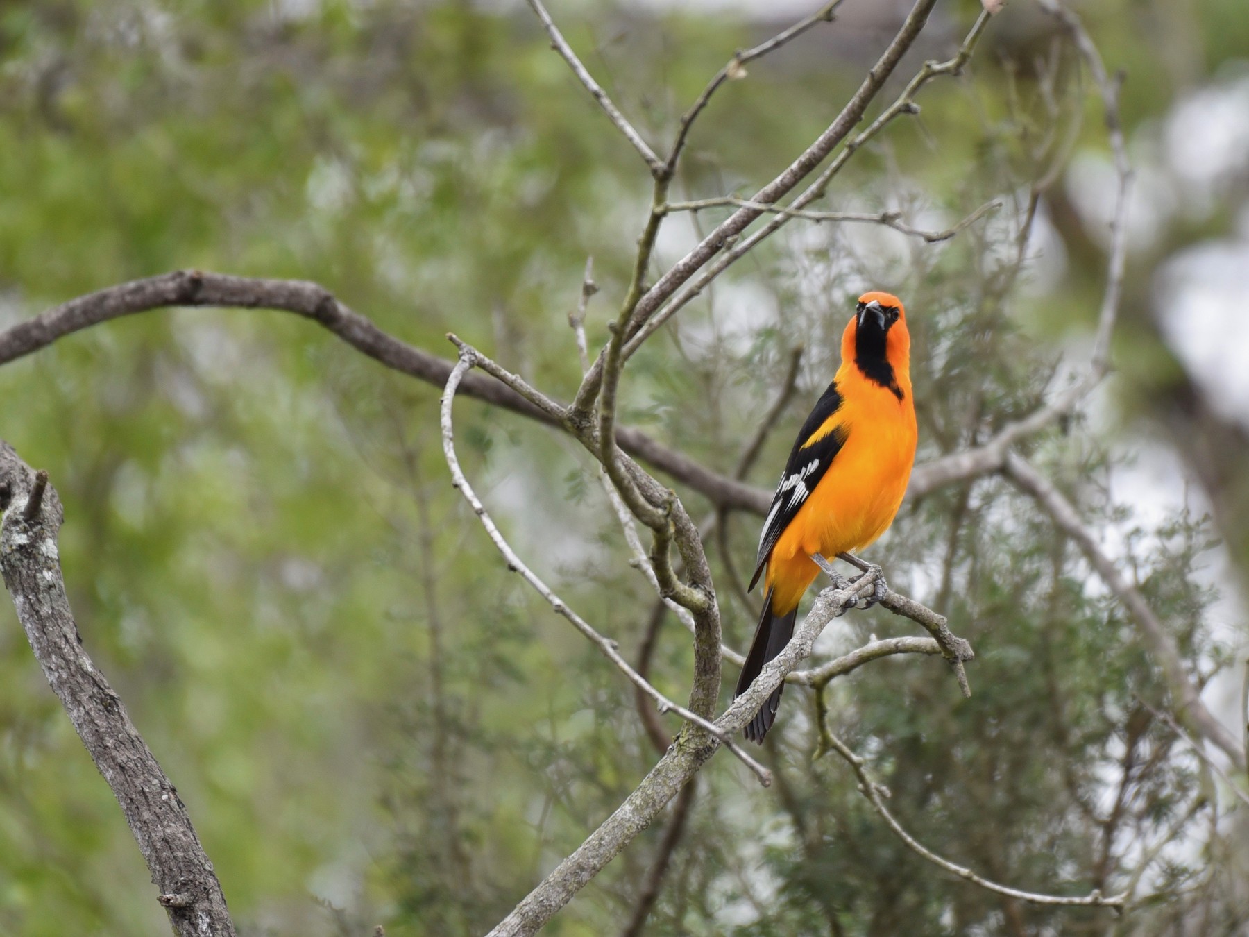 Altamira Oriole - eBird