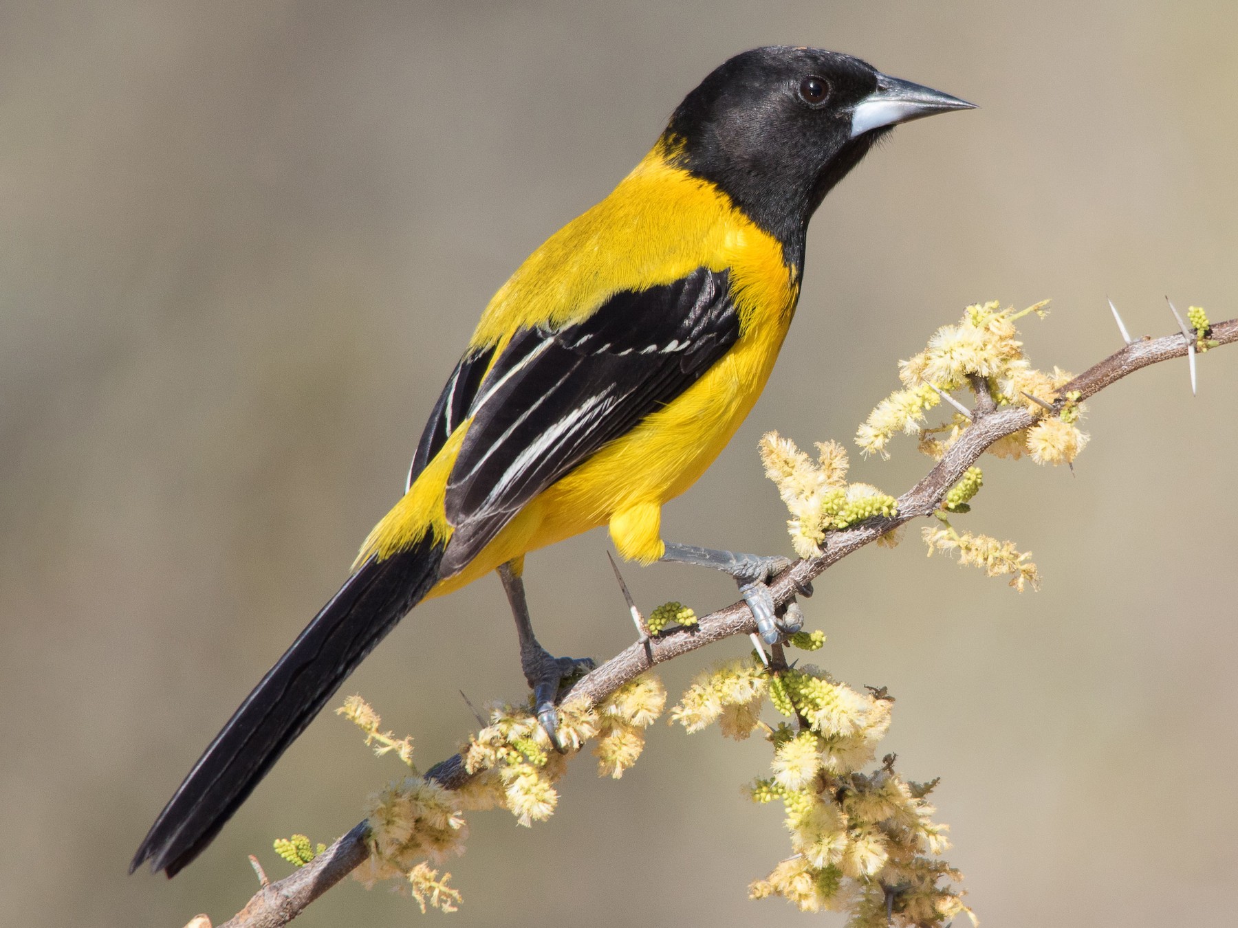 Audubon's Oriole - eBird