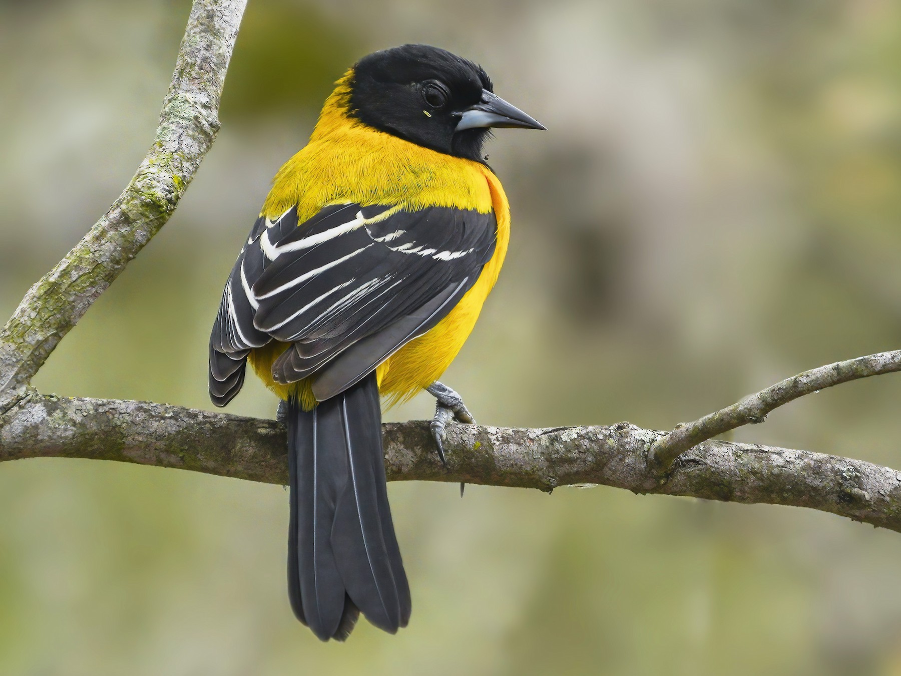 Audubon's Oriole - eBird