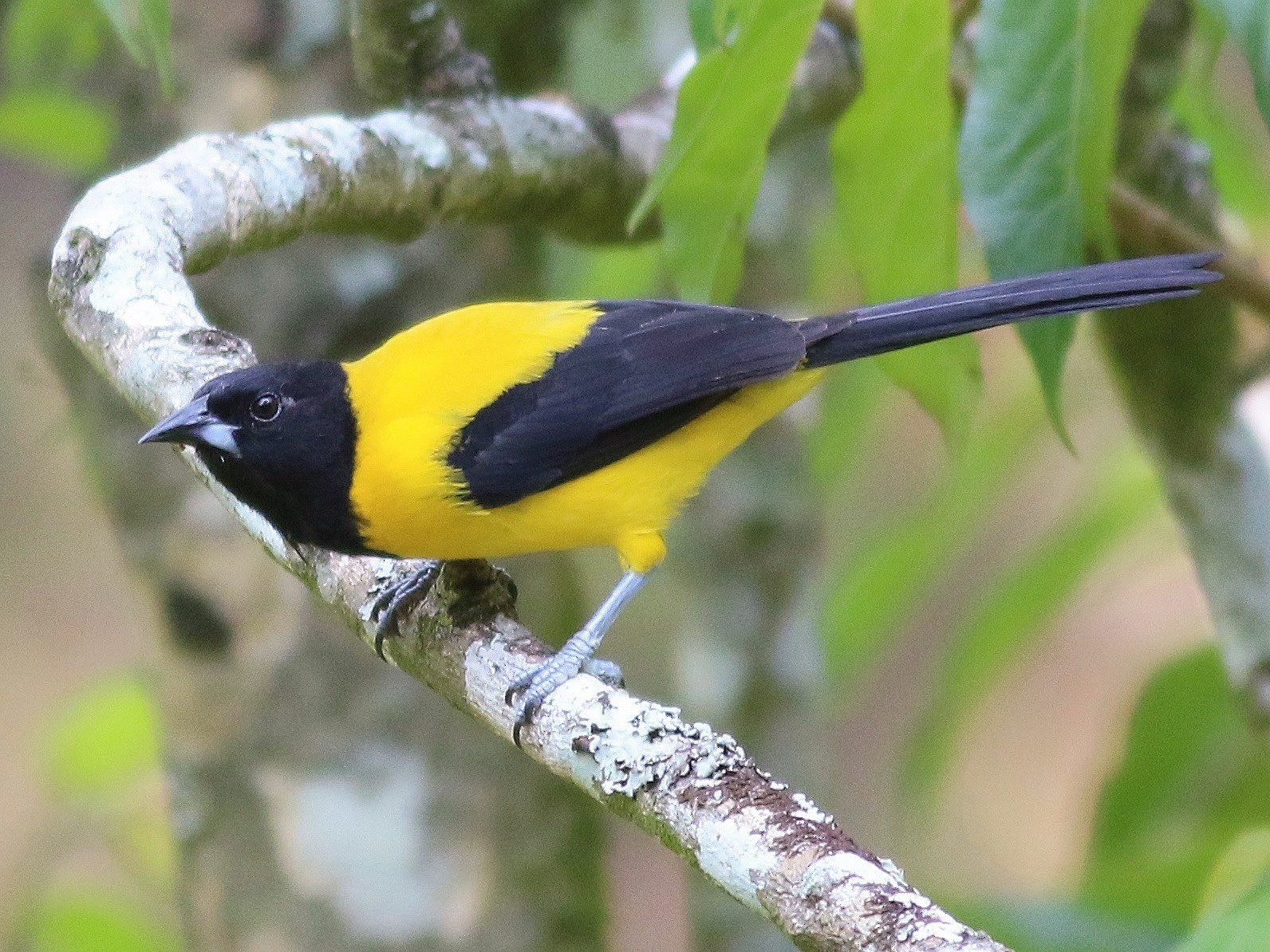 Audubon's Oriole - eBird