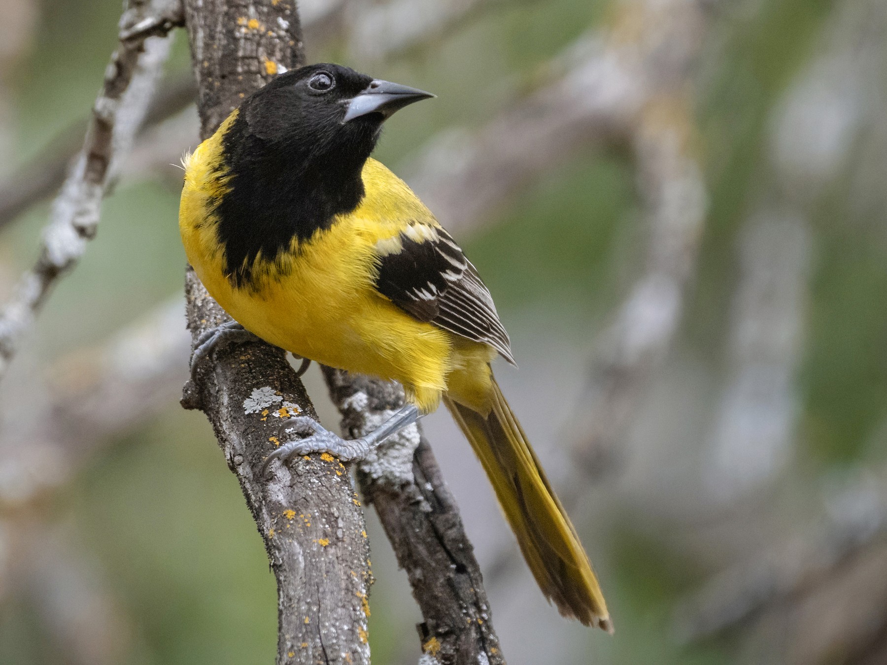 Audubon's Oriole - eBird