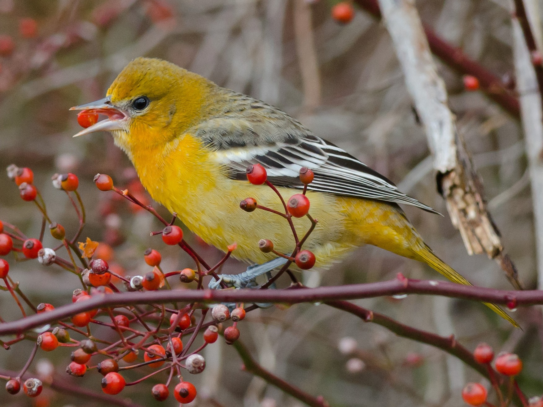 Baltimore Oriole - eBird