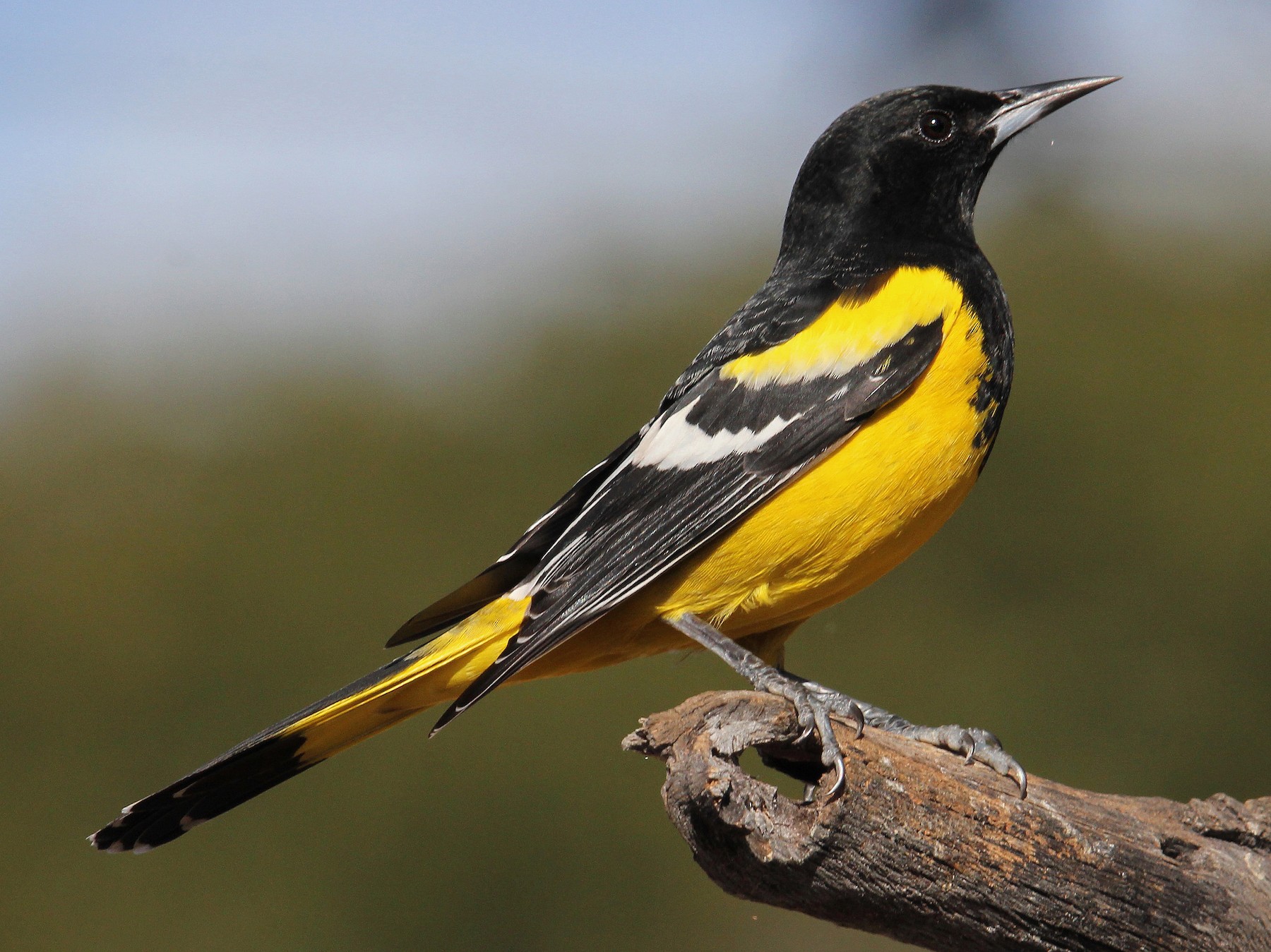 Scott's Oriole - eBird