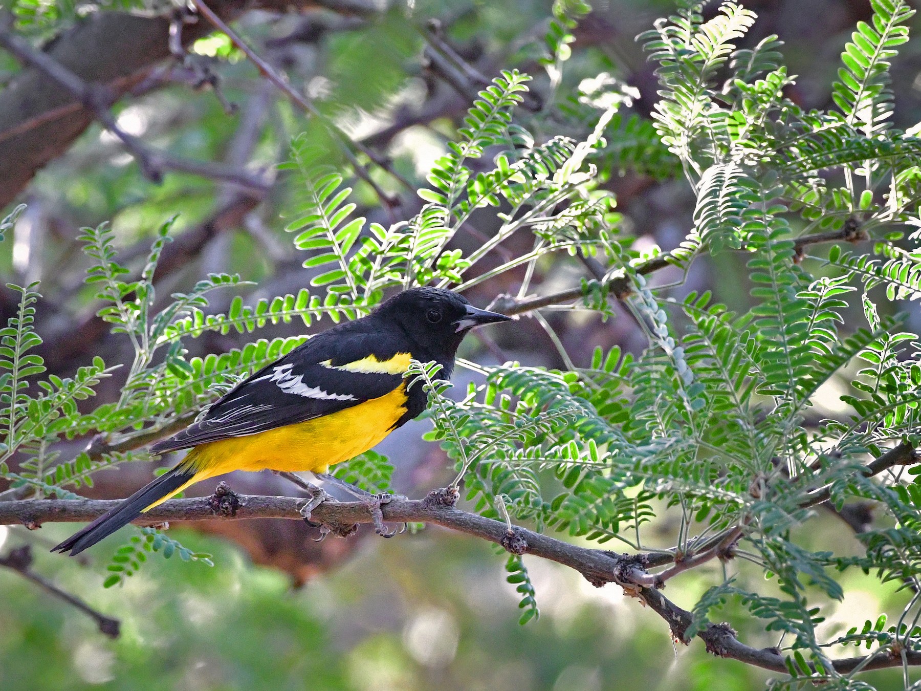 Scott's Oriole - eBird
