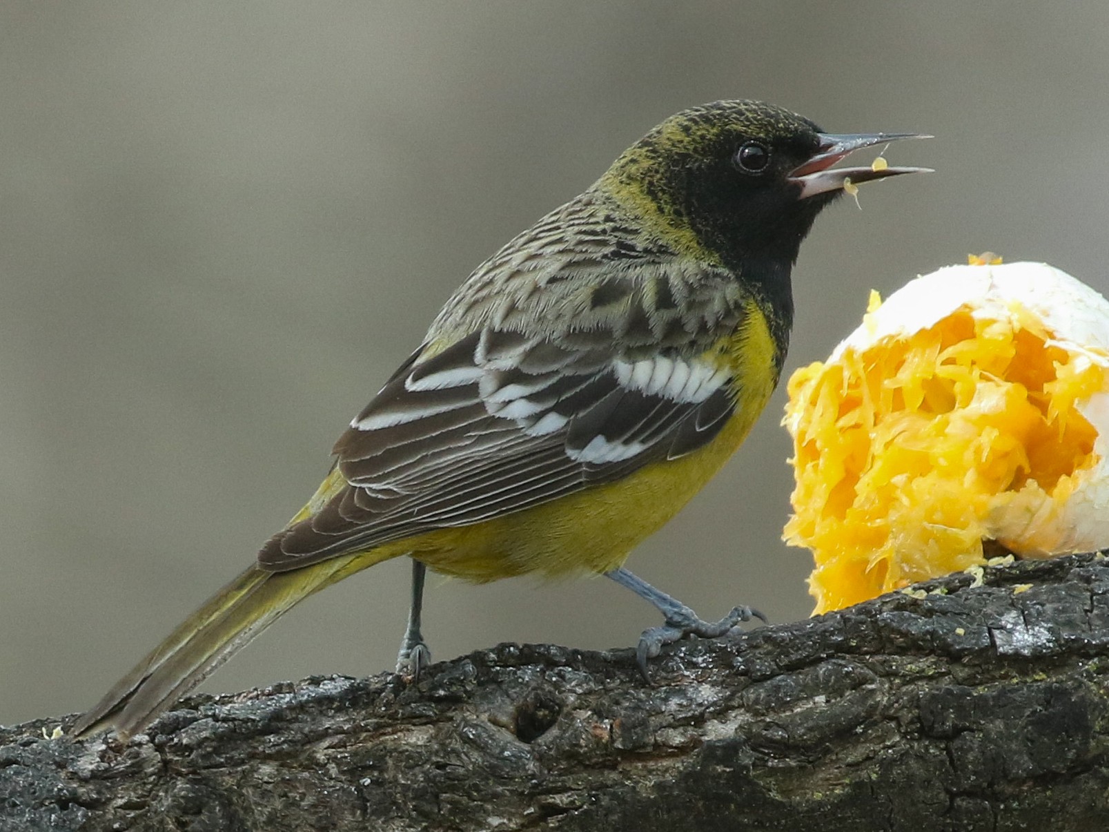Scott's Oriole - eBird
